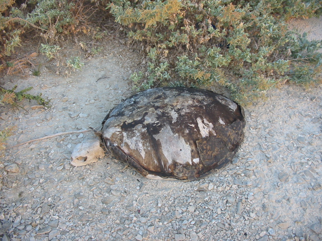 Oman Carbonate Field Trip